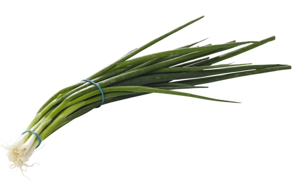 Bosui (lente ui) per bos - Groentehal