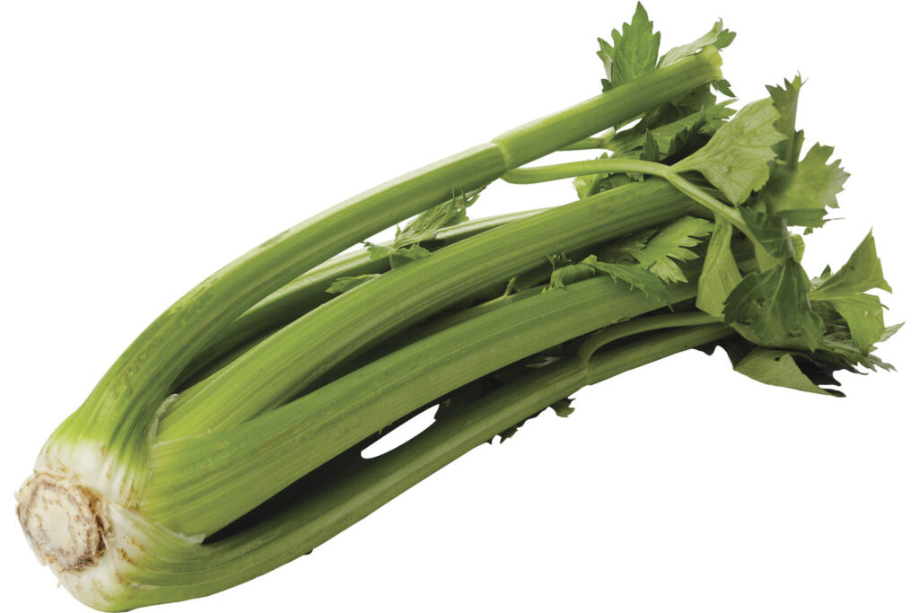 Bleekselderij per stuk - Groentehal