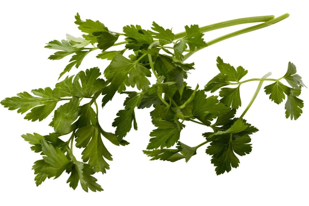 Peterselie blad/plat (30 gram) per stuk - Groentehal