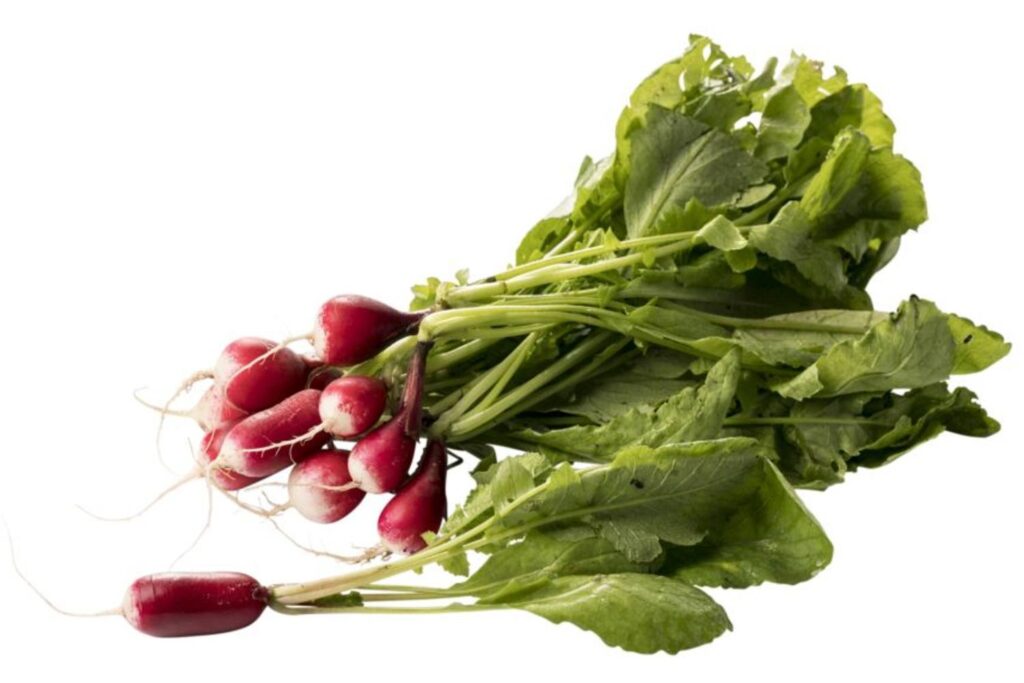 Radijs witpunt per bos - Groentehal