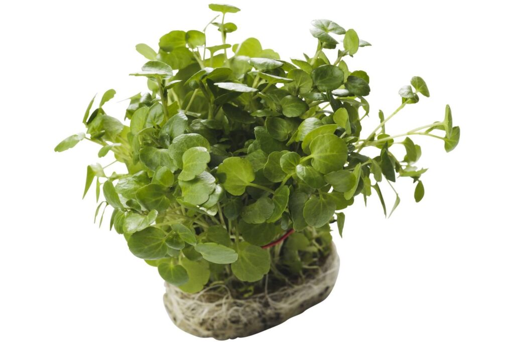 Waterkers (op voedingsbodem) per bosje - Groentehal